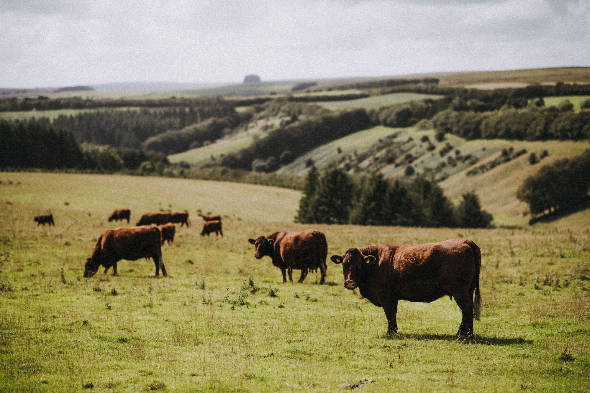 Red Ruby Cattle, Minehead | Pipers Farm