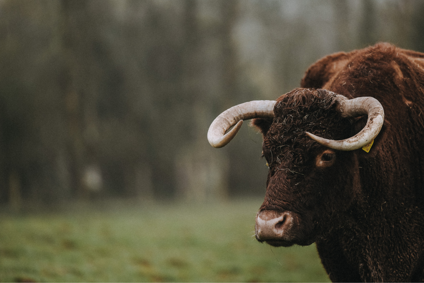 Why is Native Breed Meat so Important? | Pipers Farm