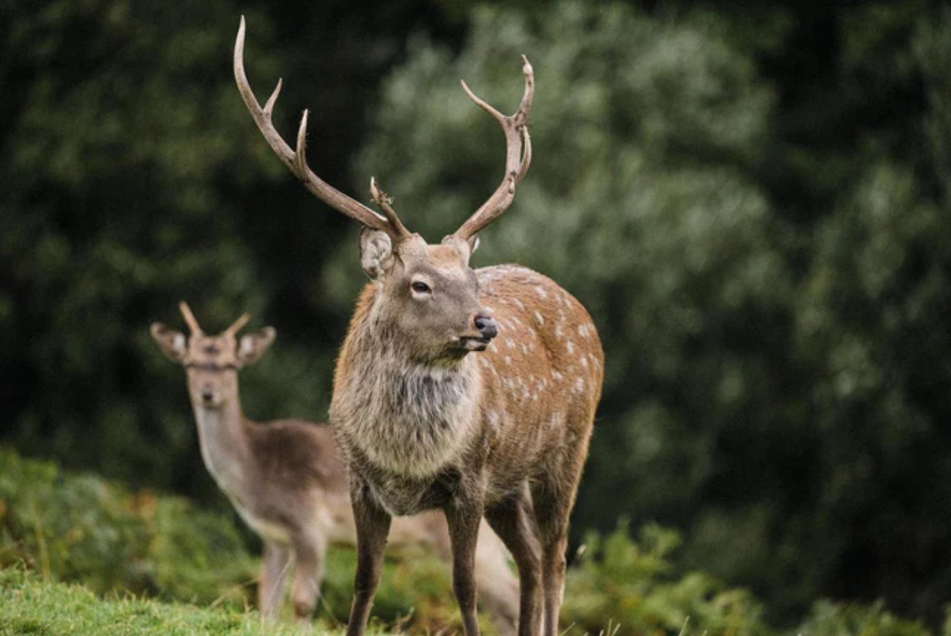Dartmoor Venison in an Ancient Woodland | Pipers Farm