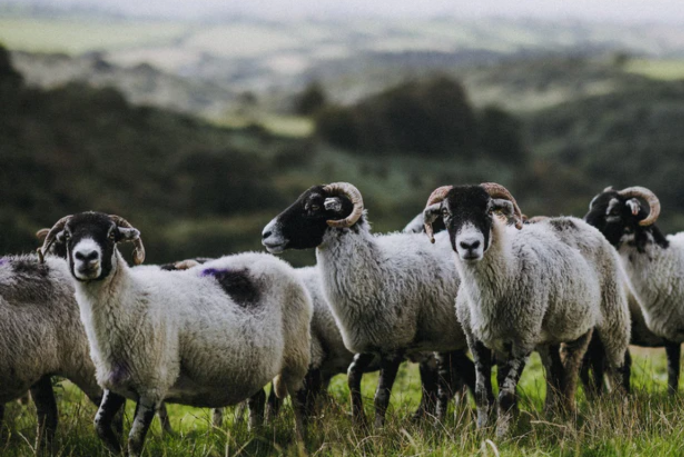 Lamb, Hogget or Mutton, what's the difference? | Pipers Farm