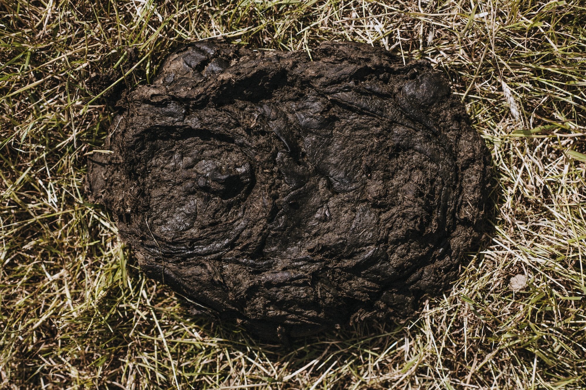 The Travelling Cowpat | Pipers Farm | Pipers Farm